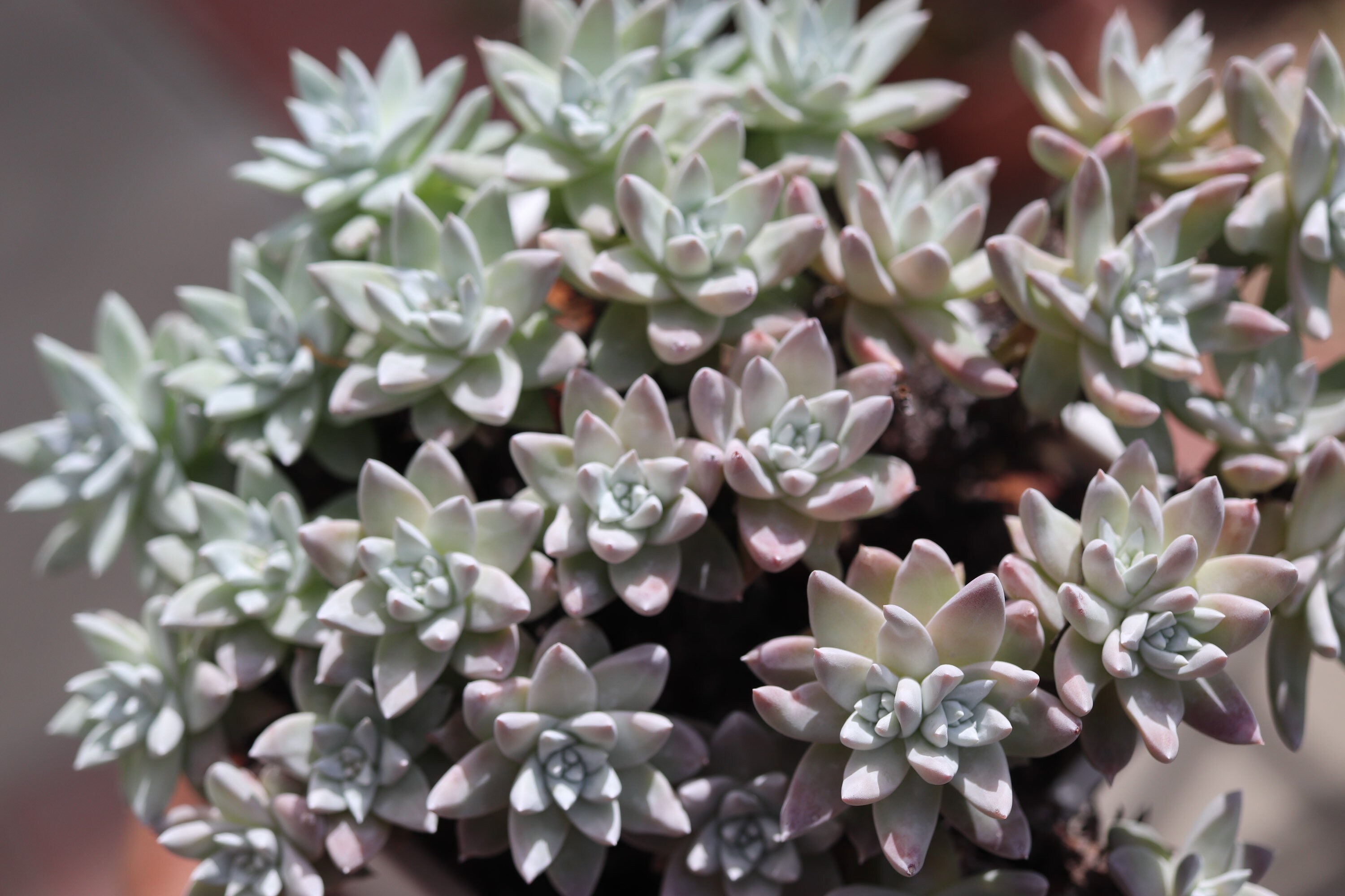 RARE 25head Cluster Dudleya Gnoma S.w.mccabe Rare Korea - Etsy UK