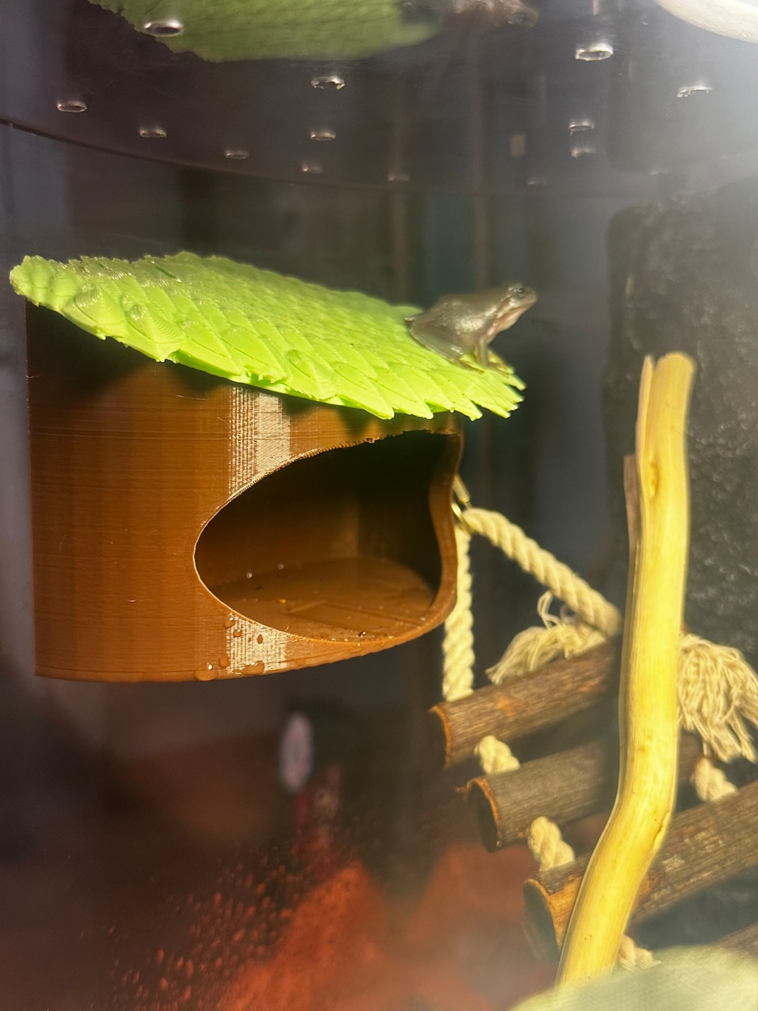The Froggy Cabana - Frog Housing - Etsy