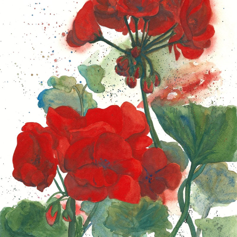 Geranium Print - Etsy