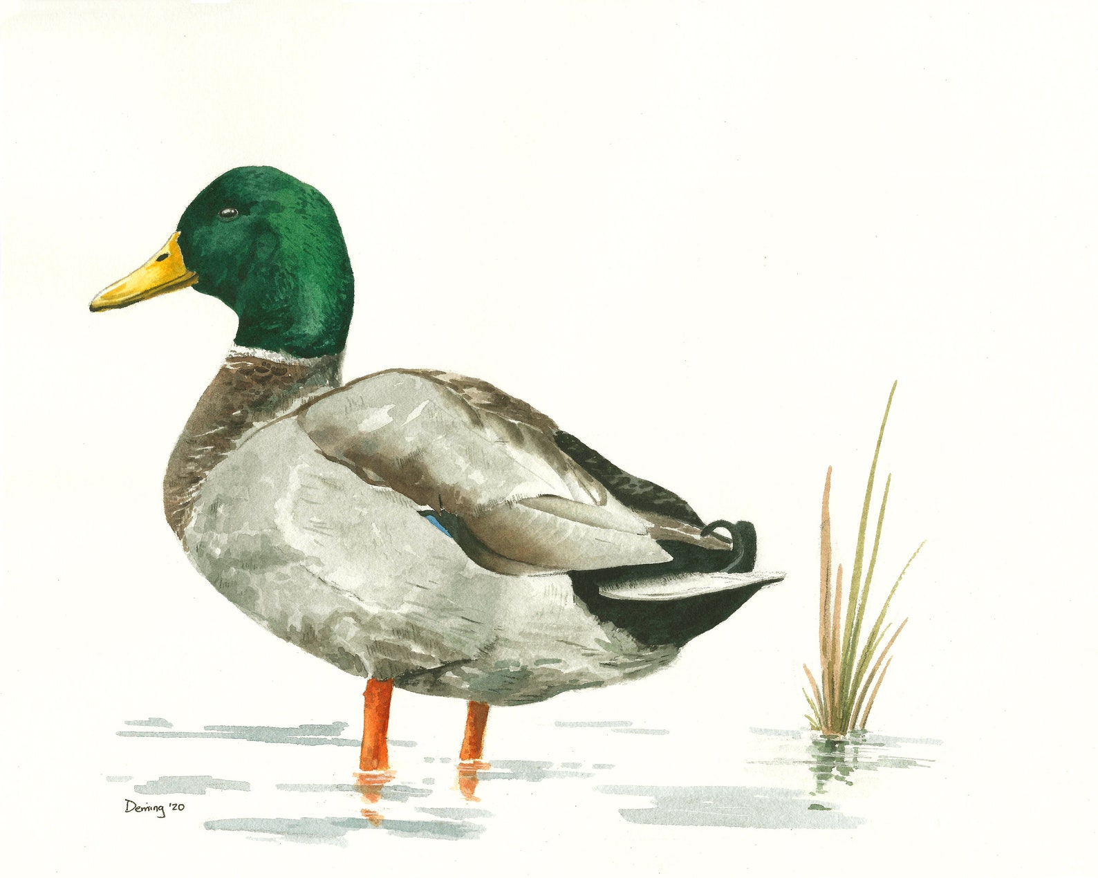 Mallard Watercolor Print - Etsy