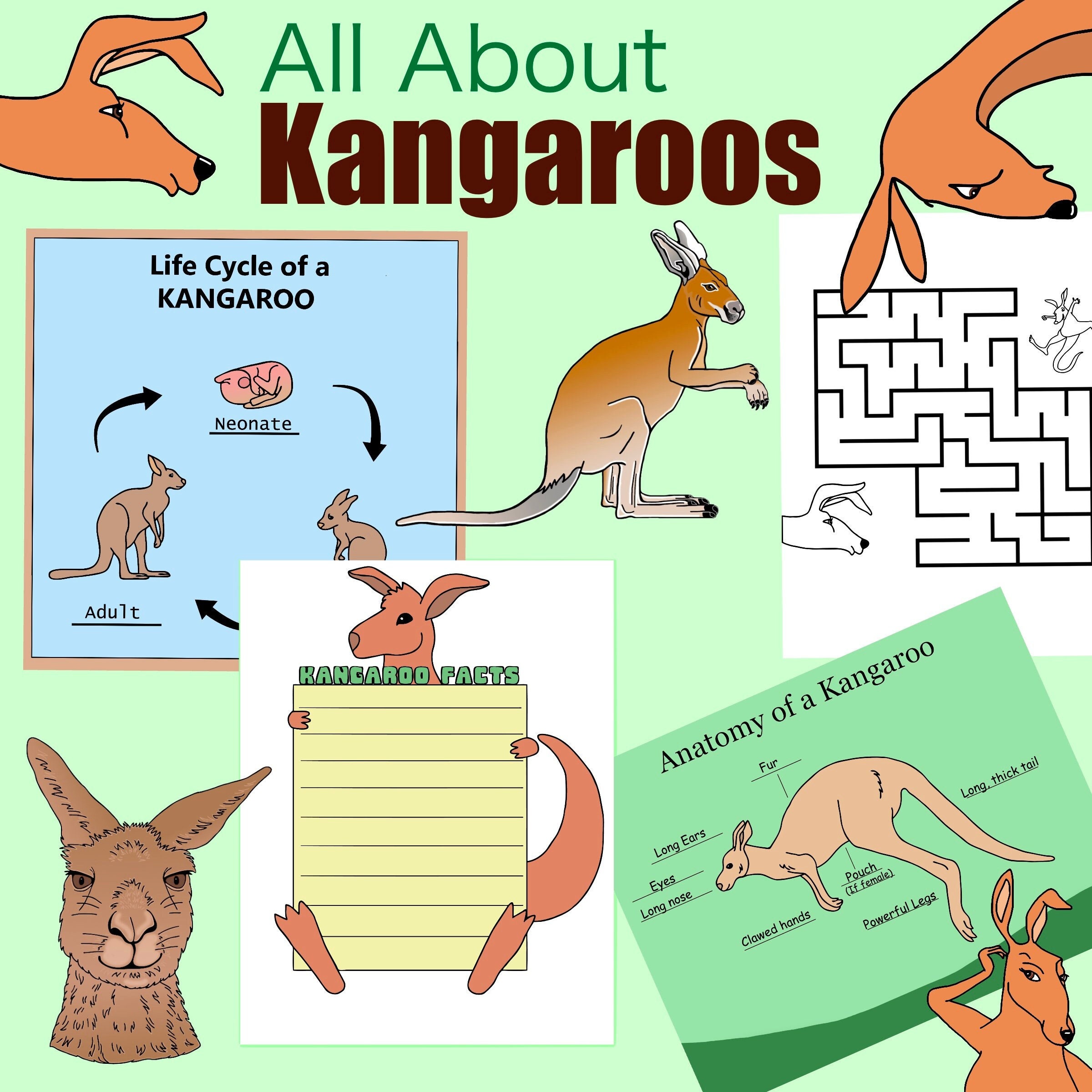 Kangaroo Projects For Kindergarten