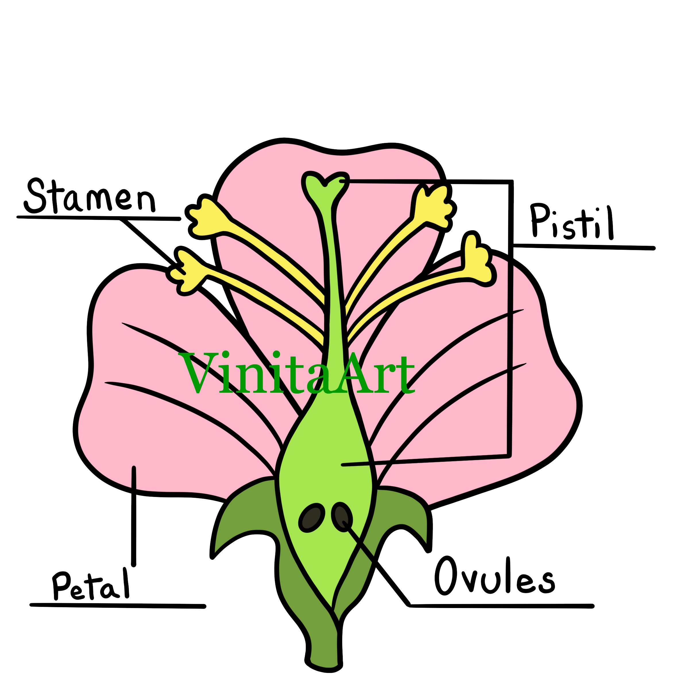 Apple Tree Flower Diagram