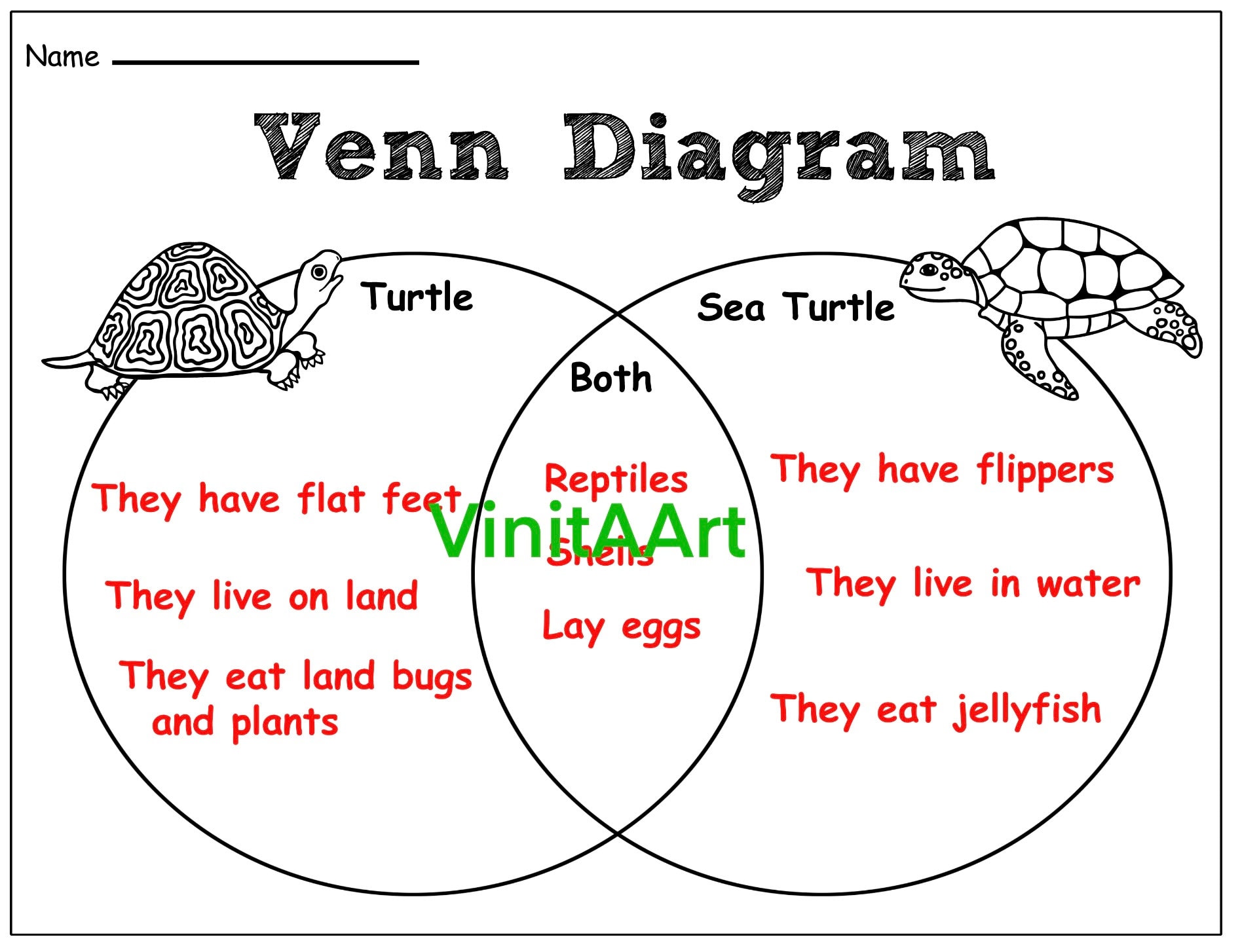 Sea Turtle Diagram