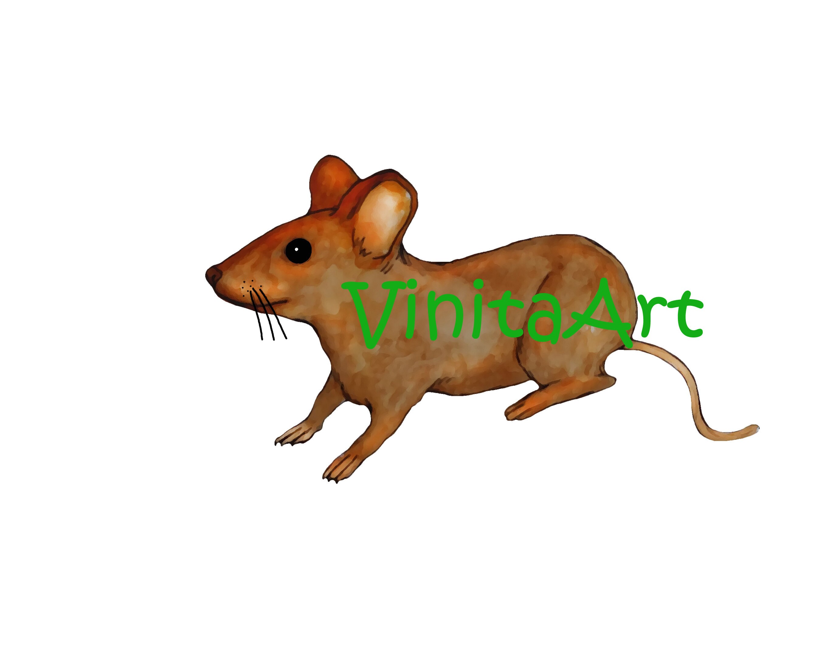 Aesops Fables Clip Art Watercolor digital stamps fables | Etsy