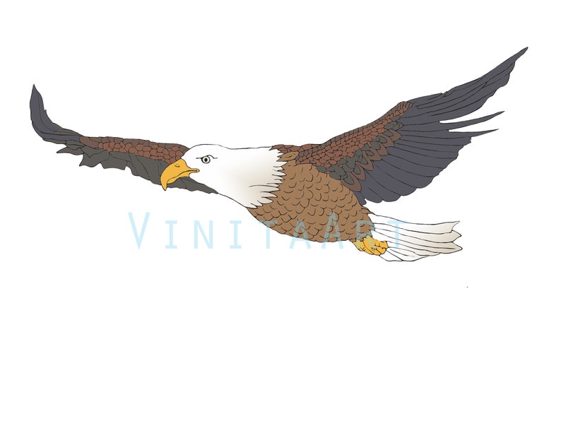 North American Animalsclip Art Digital Stampsmoosegrizzly | Etsy