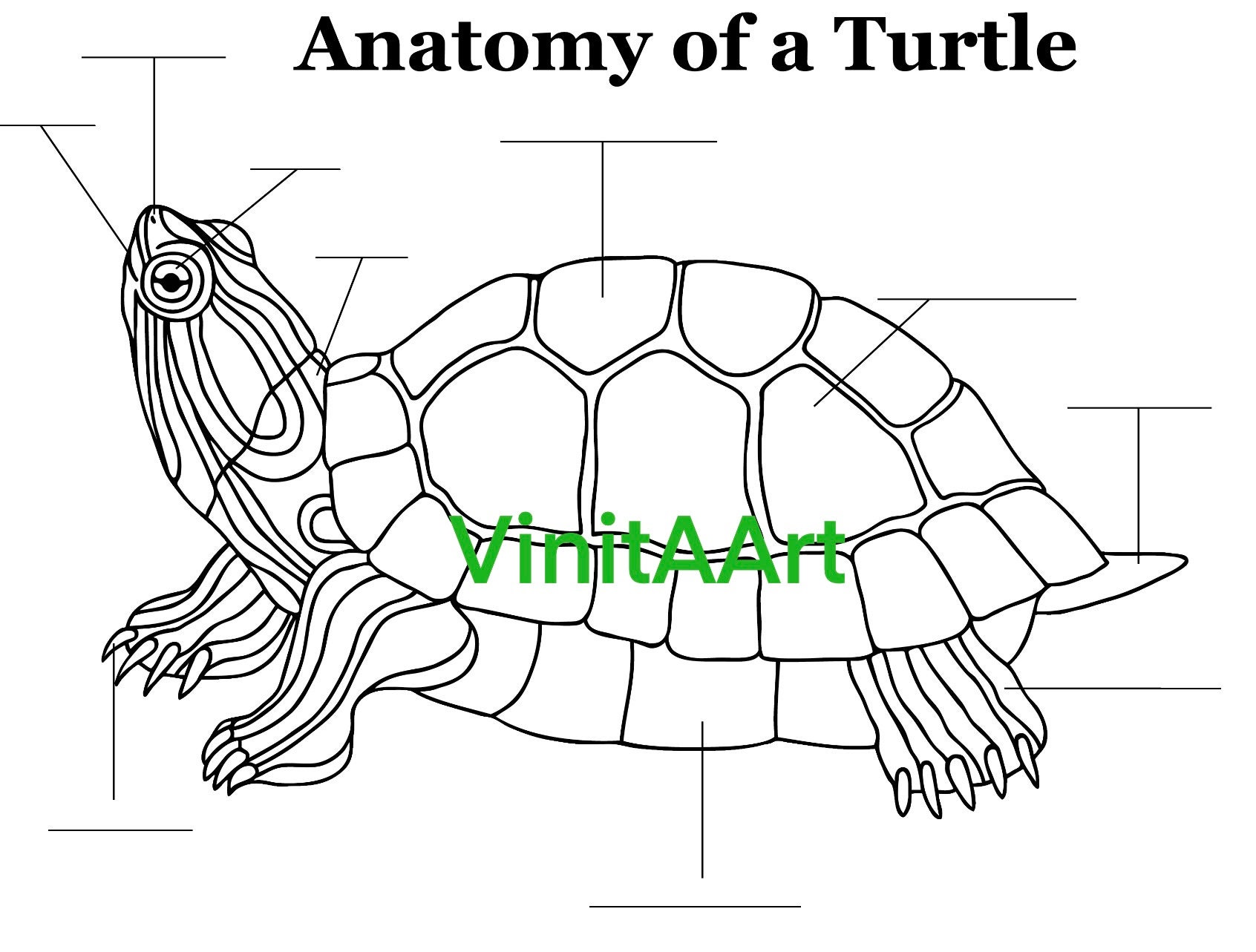 Sea Turtle Diagram