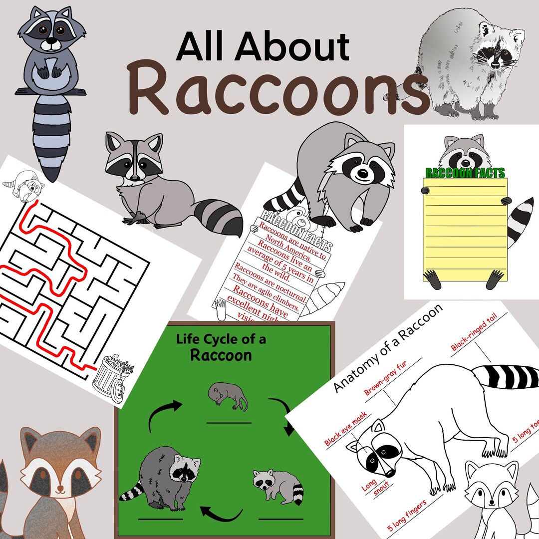 Cat Life Cycle For Kids