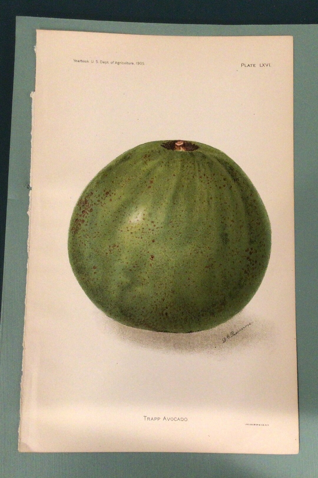 Chromolithograph Lithograph of the Trapp Avocado, 5 1/2 X 9” From the ...