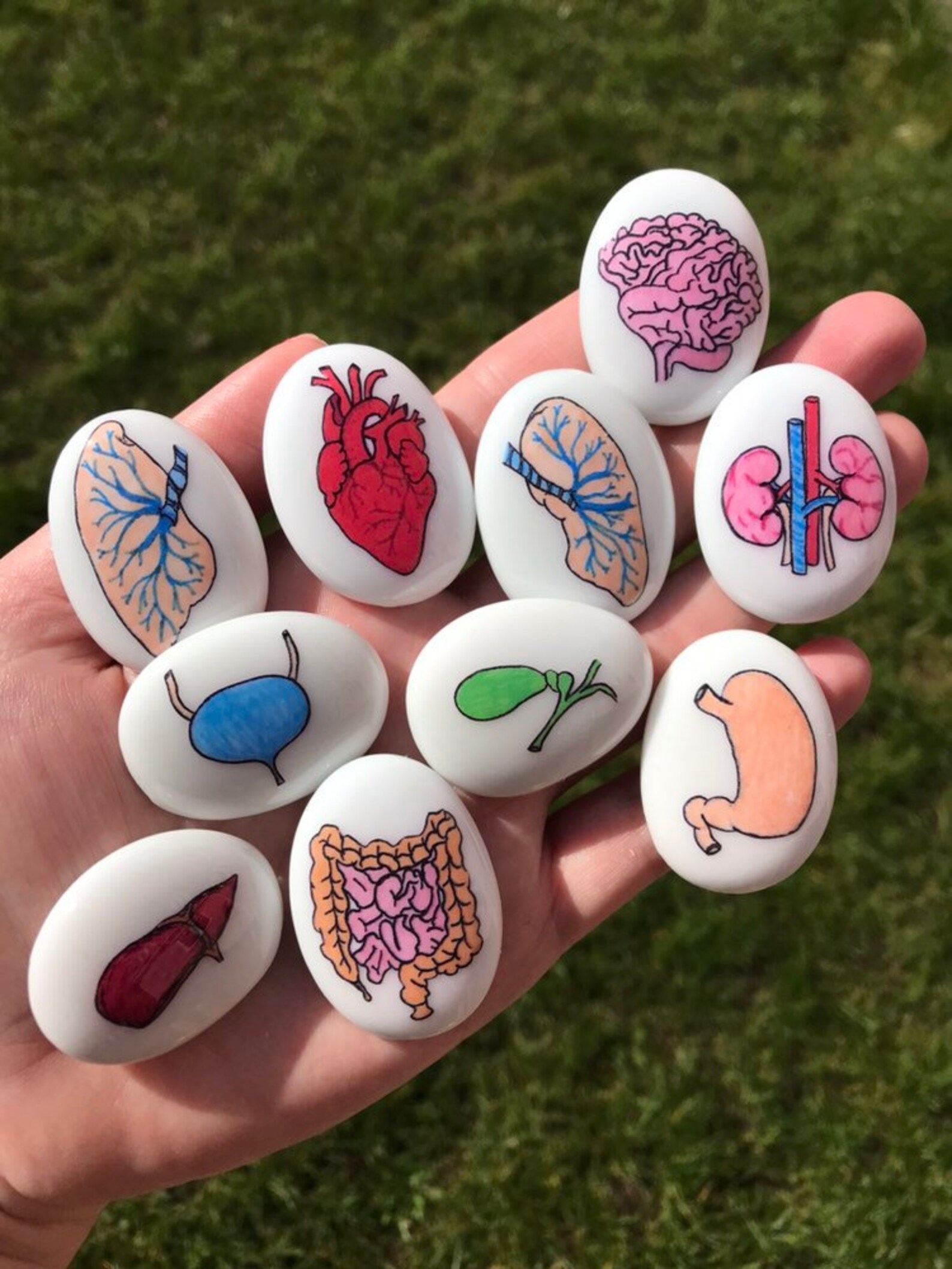 Human Organs Human Skeleton Puzzle Anatomy Story Stones - Etsy UK