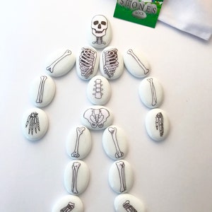 Skeleton, Human Skeleton, Puzzle, Halloween, Story Stones, Human Body ...