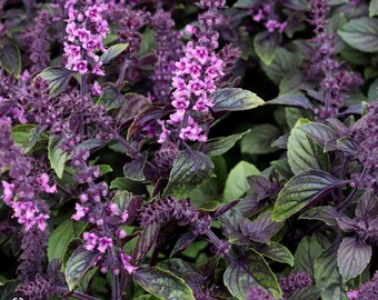 African Blue Basil Plant Starter - Etsy