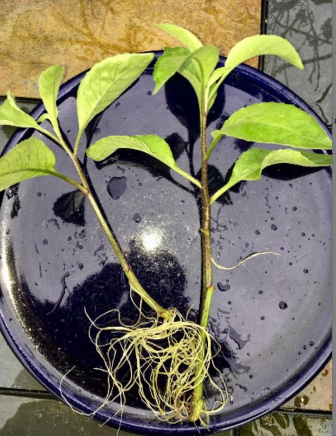 Organic Gynura Procumbens Similar to Ashitaba - Etsy