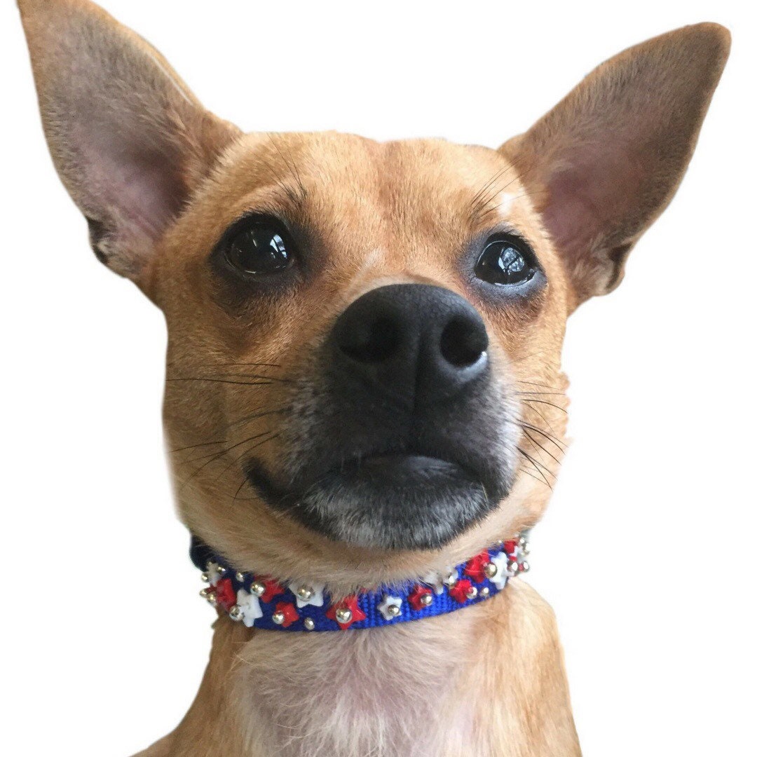 Blue Star Dog Collar, Star Pet Collar, Patriotic Dog Collar, Patriotic ...