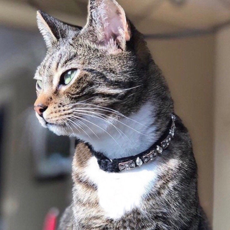 Fancy Cat Collar - Etsy