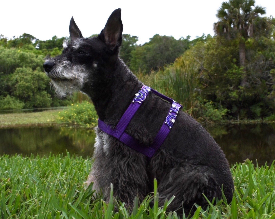 Fancy Dog Harness, Purple Harness for Female Dog, Bling Dog Puppy ...