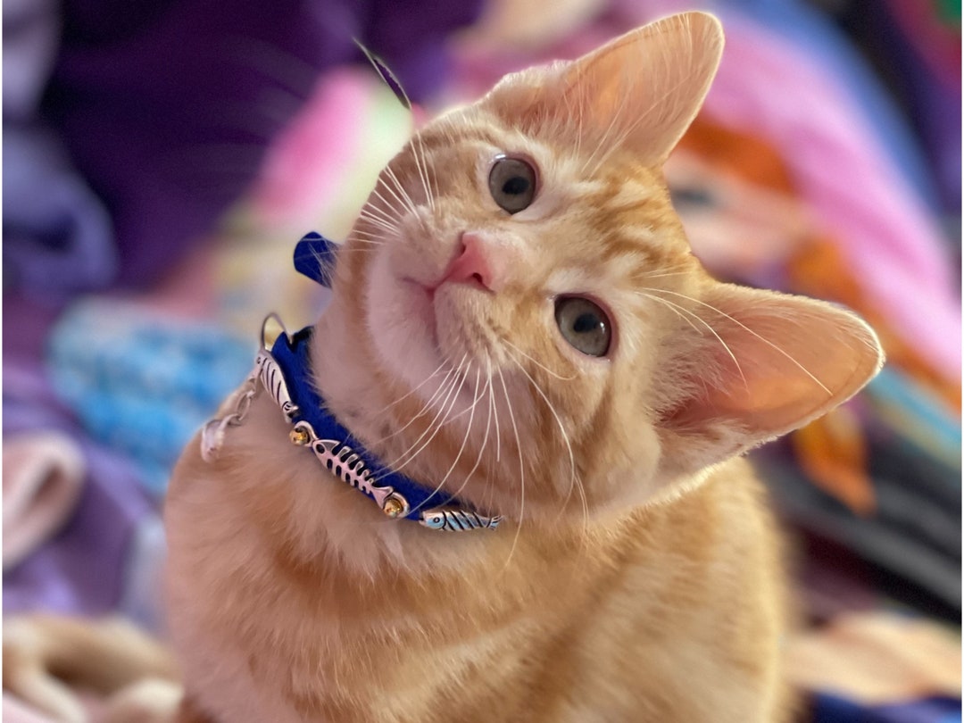 Fish Cat Collar, Fish Bone Cat Collar, Fancy Cat Collar, Boy Cat Collar ...