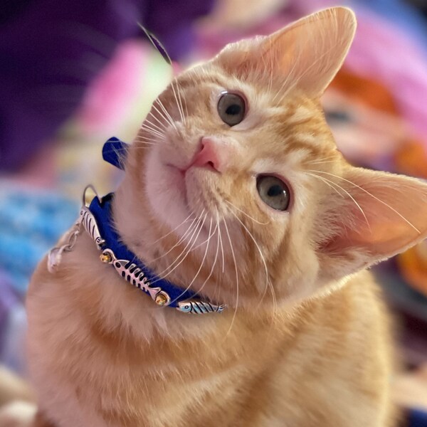 Fancy Cat Collar - Etsy