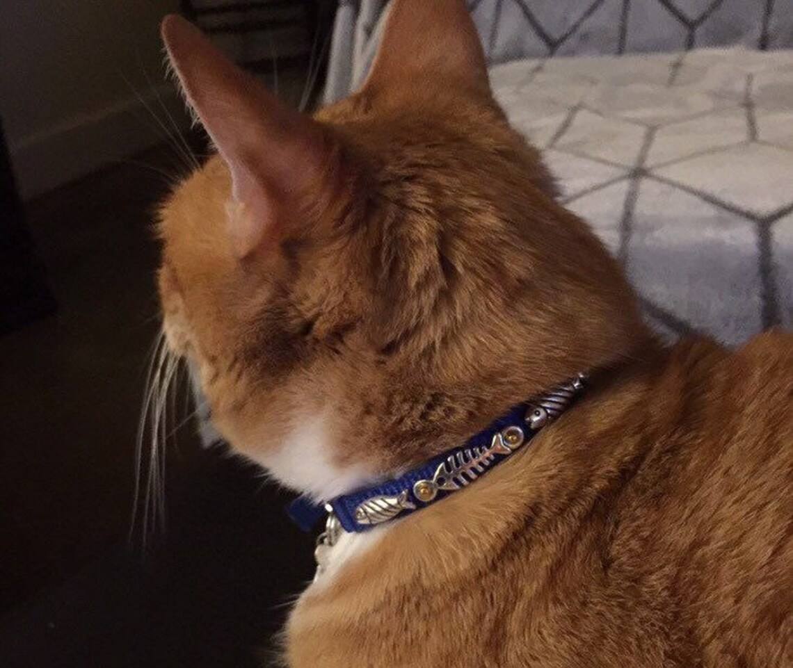 Fish Cat Collar, Fish Bone Cat Collar, Fancy Cat Collar, Boy Cat Collar ...
