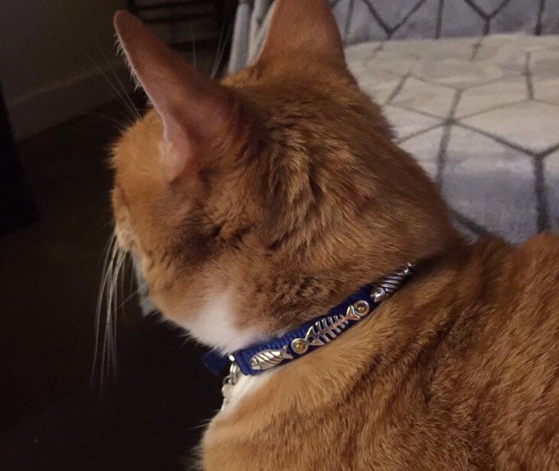 Fish Cat Collar, Fish Bone Cat Collar, Fancy Cat Collar, Boy Cat Collar ...