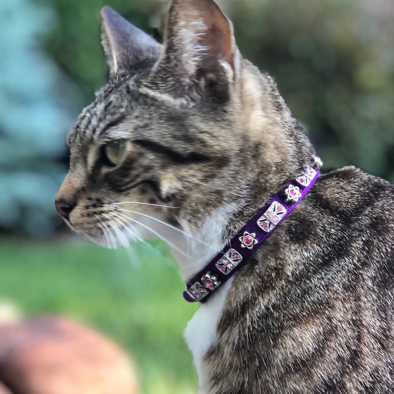 Fancy Cat Collar - Etsy