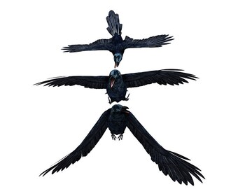 Big, Kanji, Crows, Japanese, Chinese, Asian, Calligraphy Characters ...