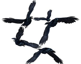 Big, Kanji, Crows, Japanese, Chinese, Asian, Calligraphy Characters ...
