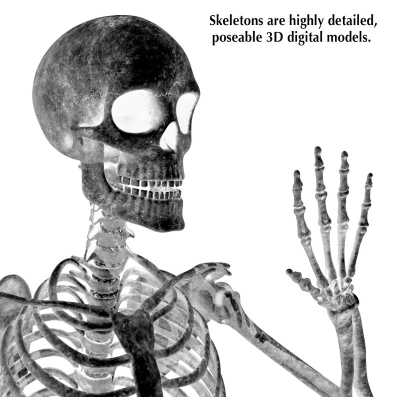 Alpha Xray Bones - Etsy