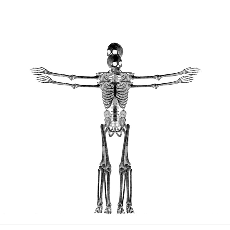 Alpha Xray Bones - Etsy