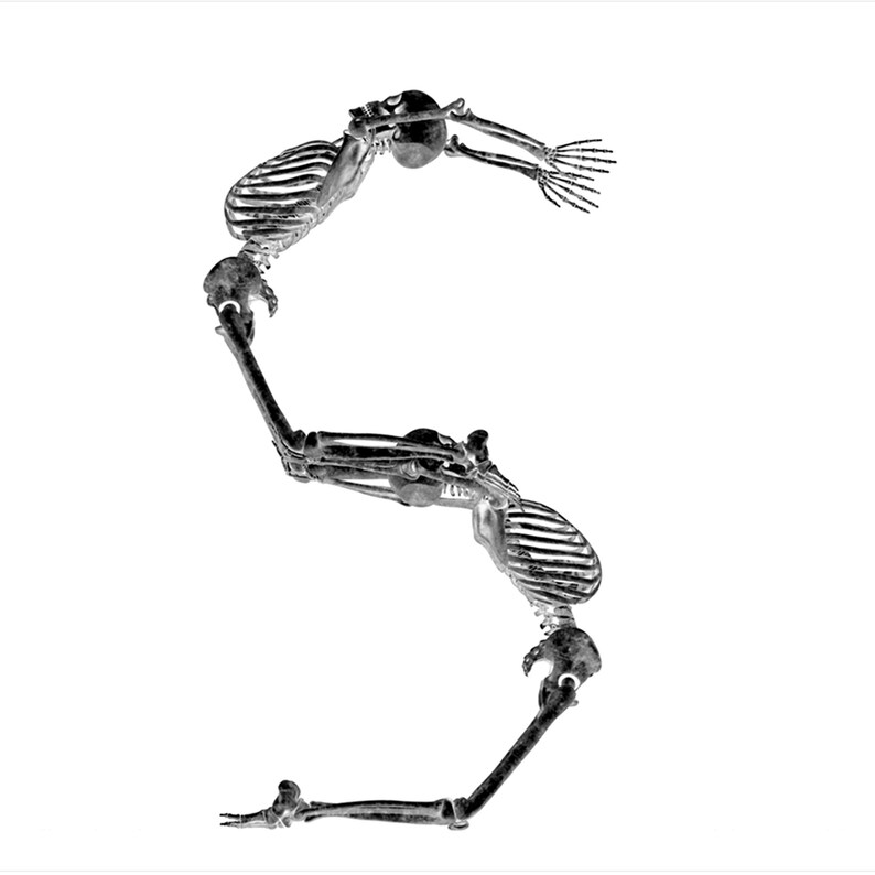 Alpha Xray Bones - Etsy