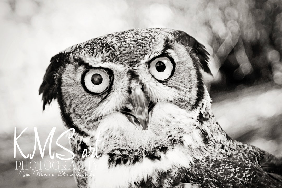 Rescue Owl Black and White - Etsy