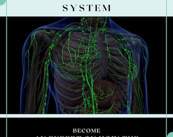 The Lymphatic System Poster: A Comprehensive Visual Guide PDF HQ FILE ...