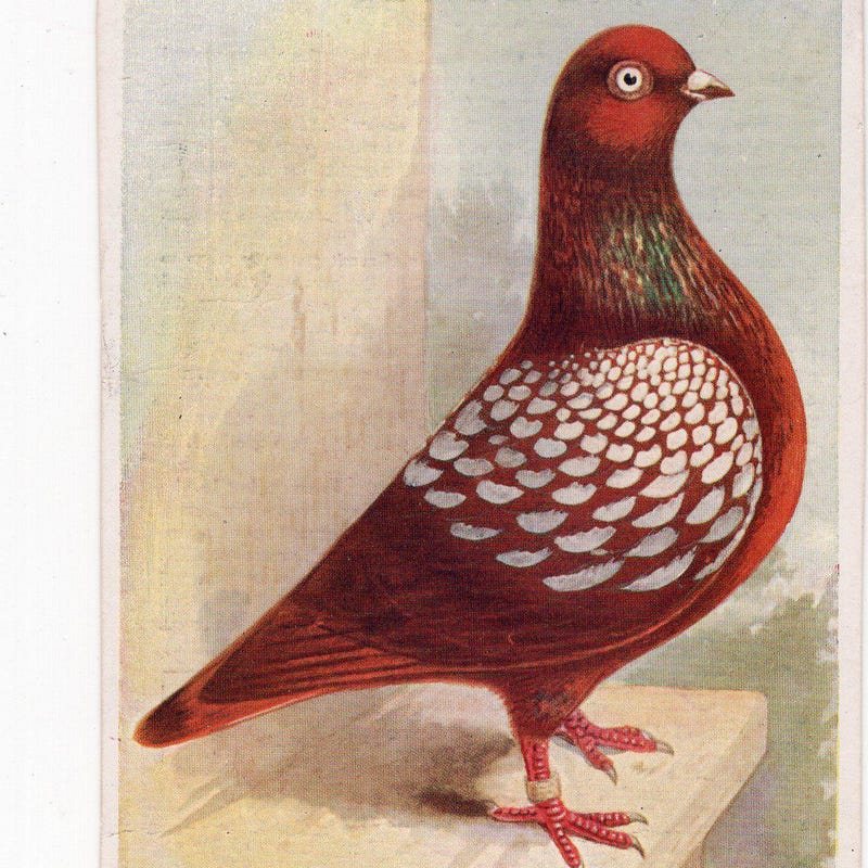 Pigeon Postcards - Etsy