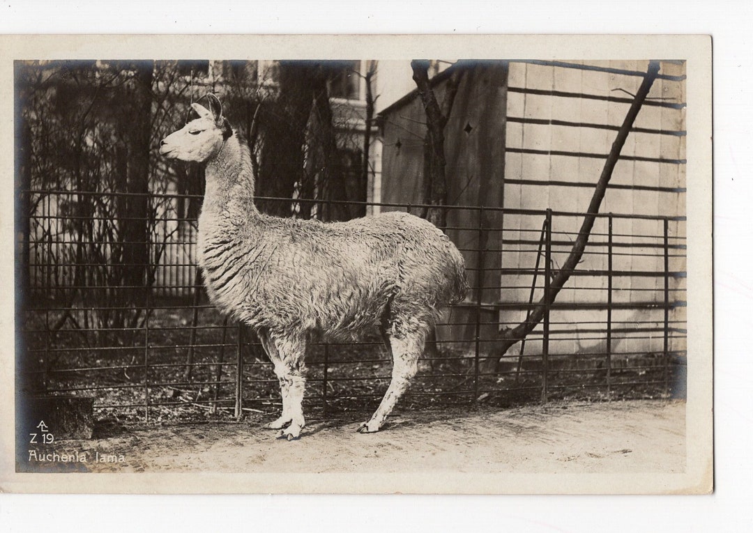 Antique Llama Birthday Postcard, Alpaca Black and White Sepia Photo ...