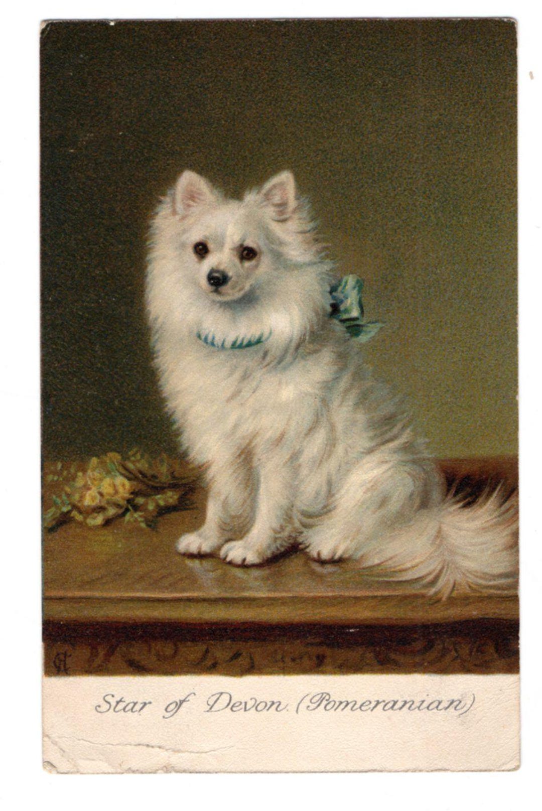 Antique White Pomeranian Dog Art Postcard - Star of Devon, Pedigree Dog ...