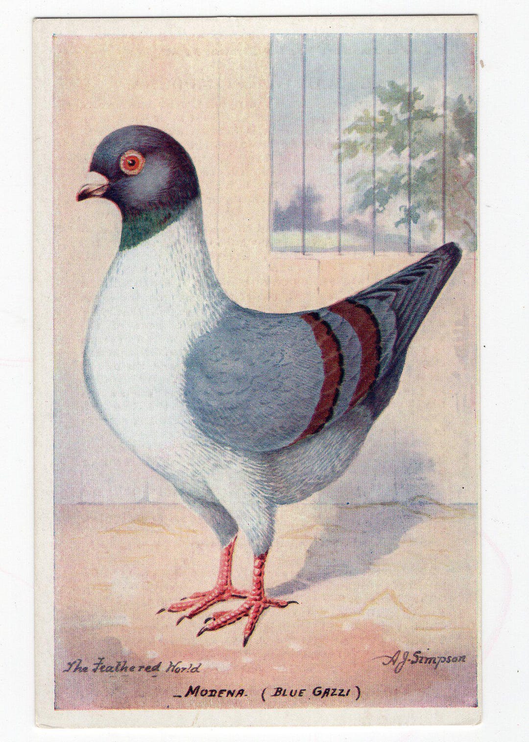 Antique Blue Gazzi Modena Pigeon Art Card - A J Simpson Feathered World ...