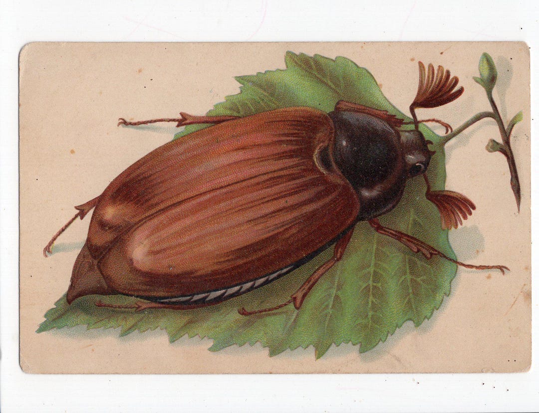 Antique Cockroach Beetle Insect Illustrated Postcard - Antique Insect ...