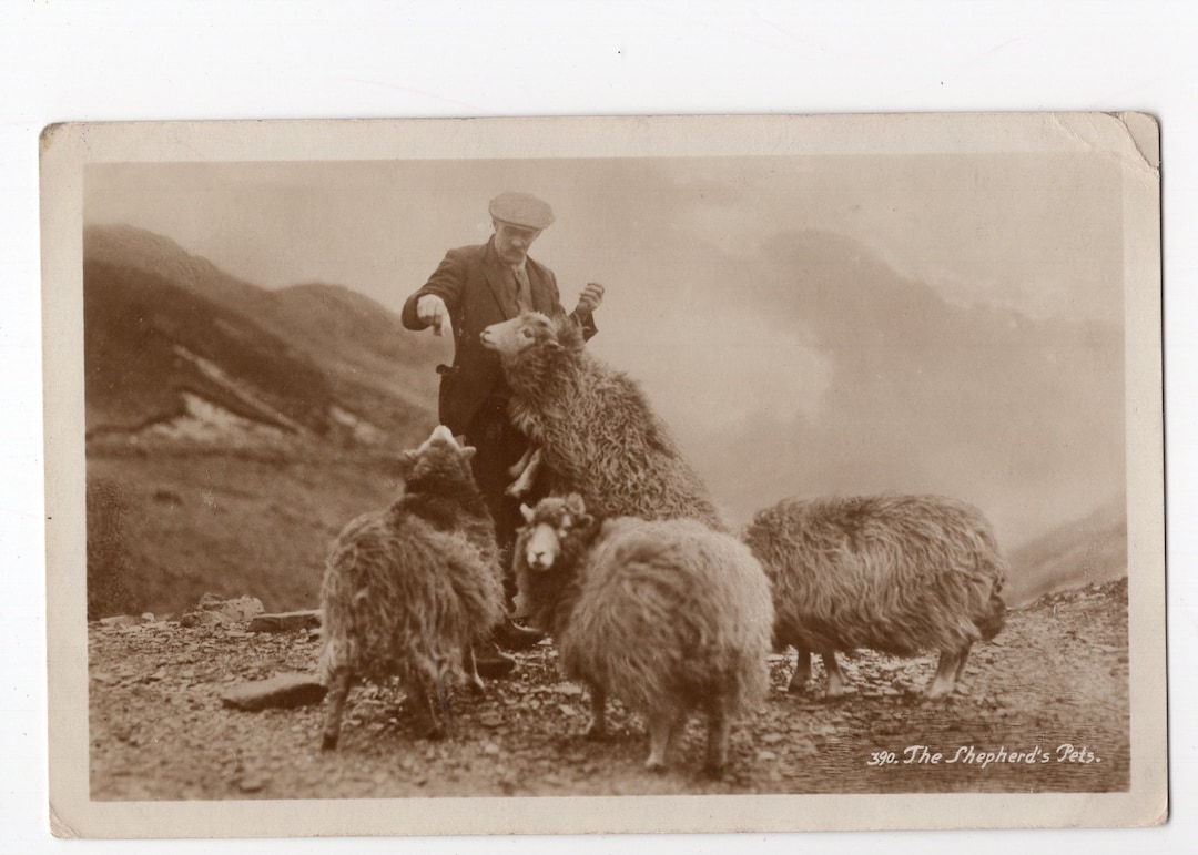 Antique Shepherd and His Flock Photo Postcard Farmer, Shepherd, Sheep ...