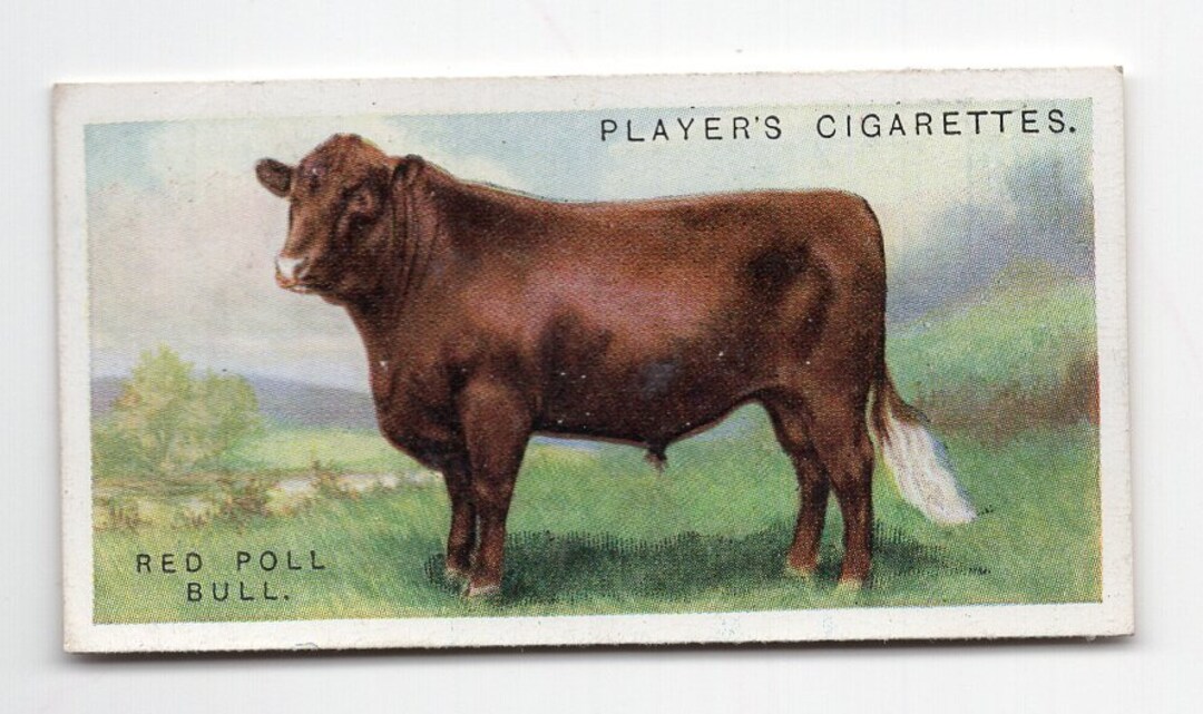 Antique Red Poll Bull Cigarette Card - Livestock, Farmer, Farming ...