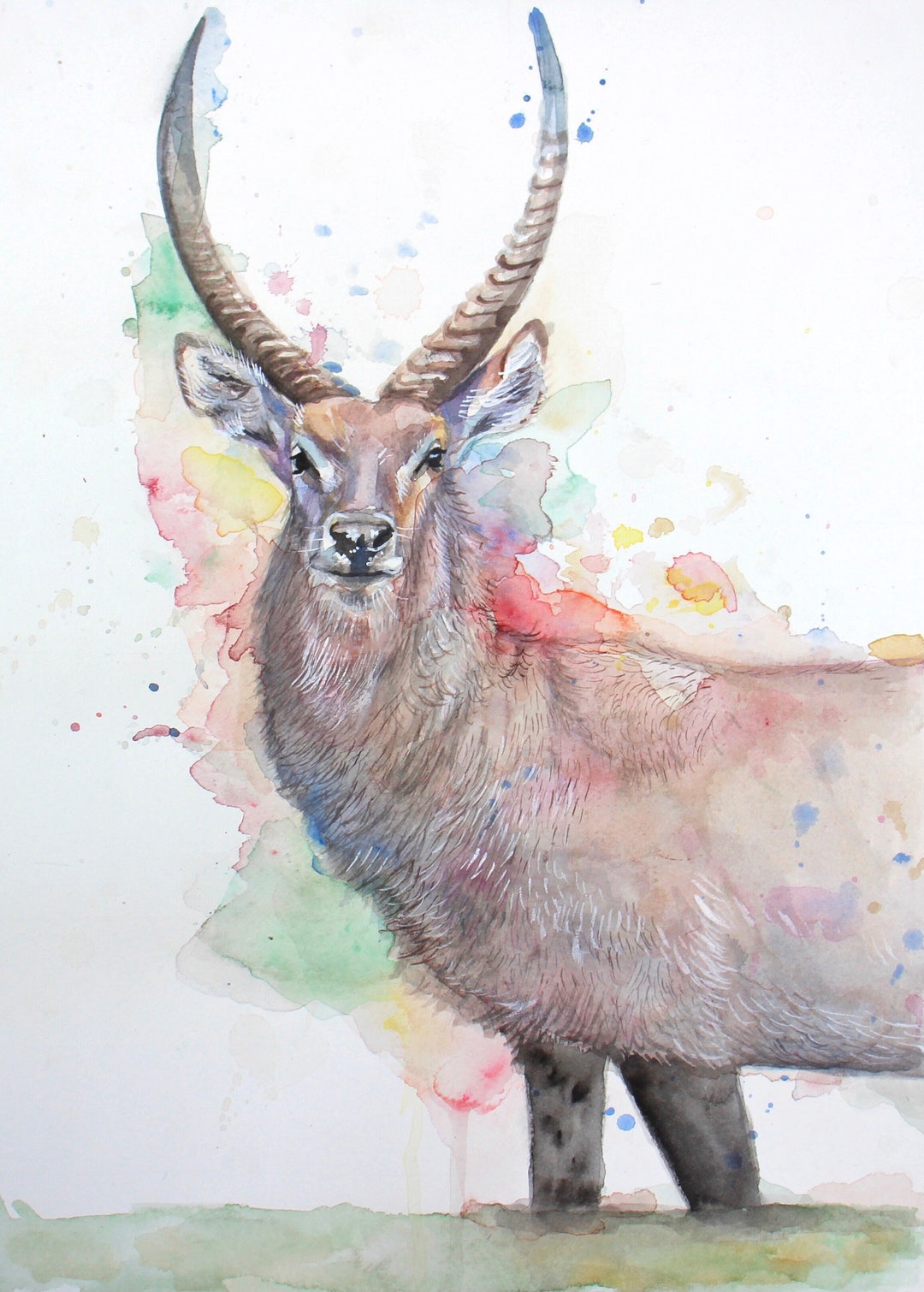 Waterbuck Watercolor 8.5x11 Print - Etsy