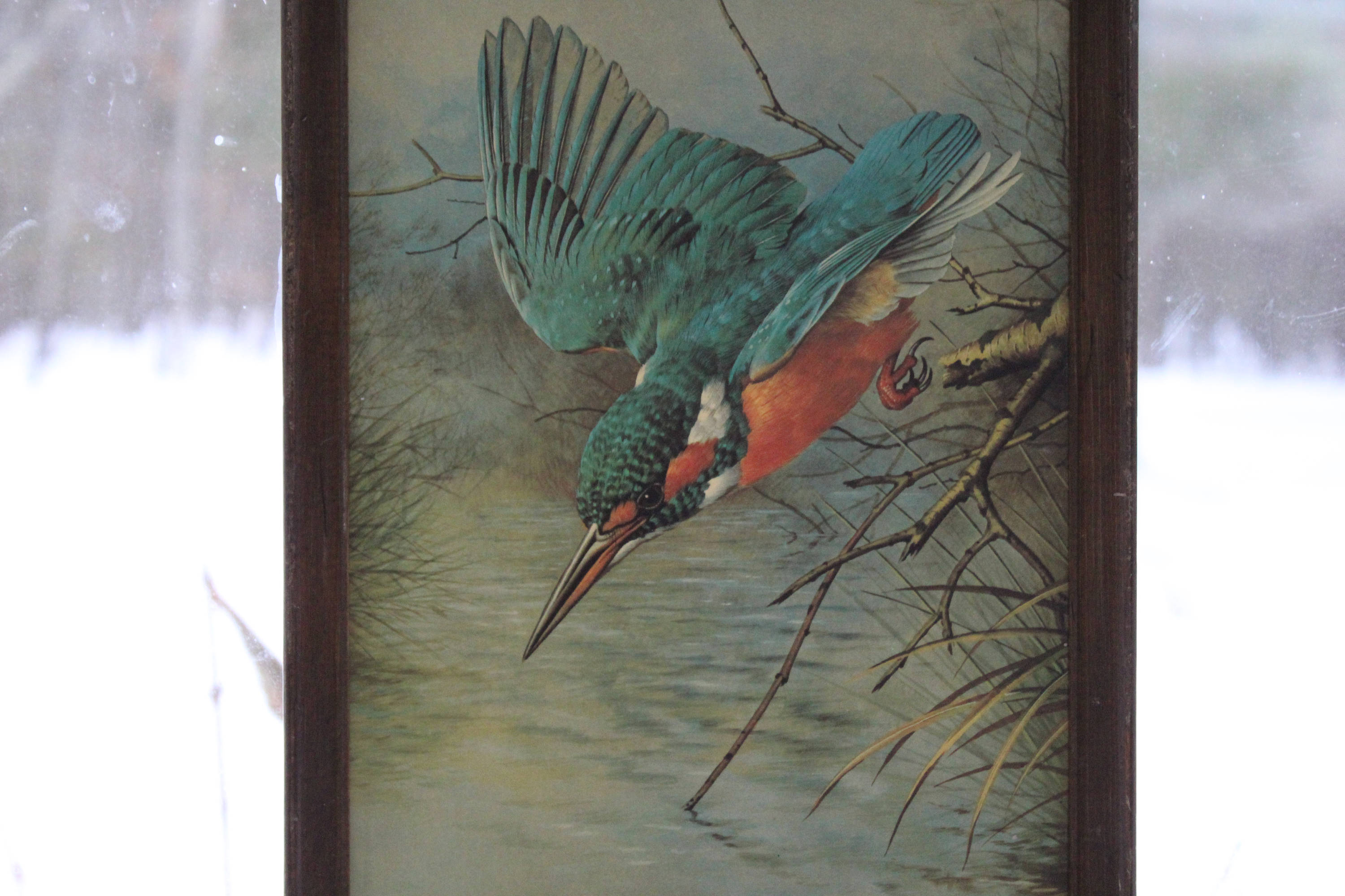 Vintage Basil Ede Bird Print, Framed Basil Ede Picture, Vintage Bird ...