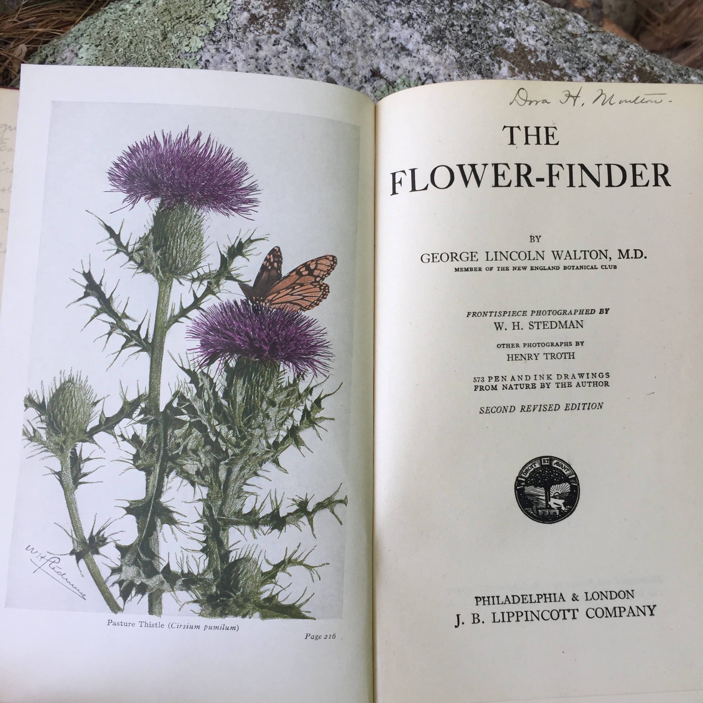 1914 The Flower Finder Book by George L. Walton M.D., Antique Flower ...