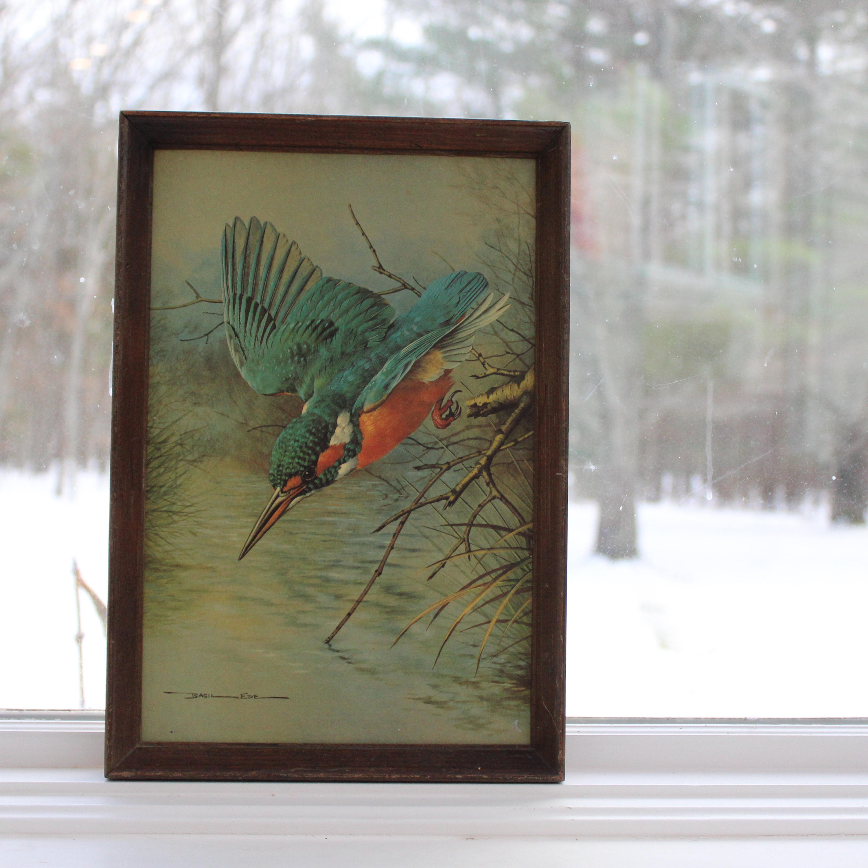 Vintage Basil Ede Bird Print, Framed Basil Ede Picture, Vintage Bird ...