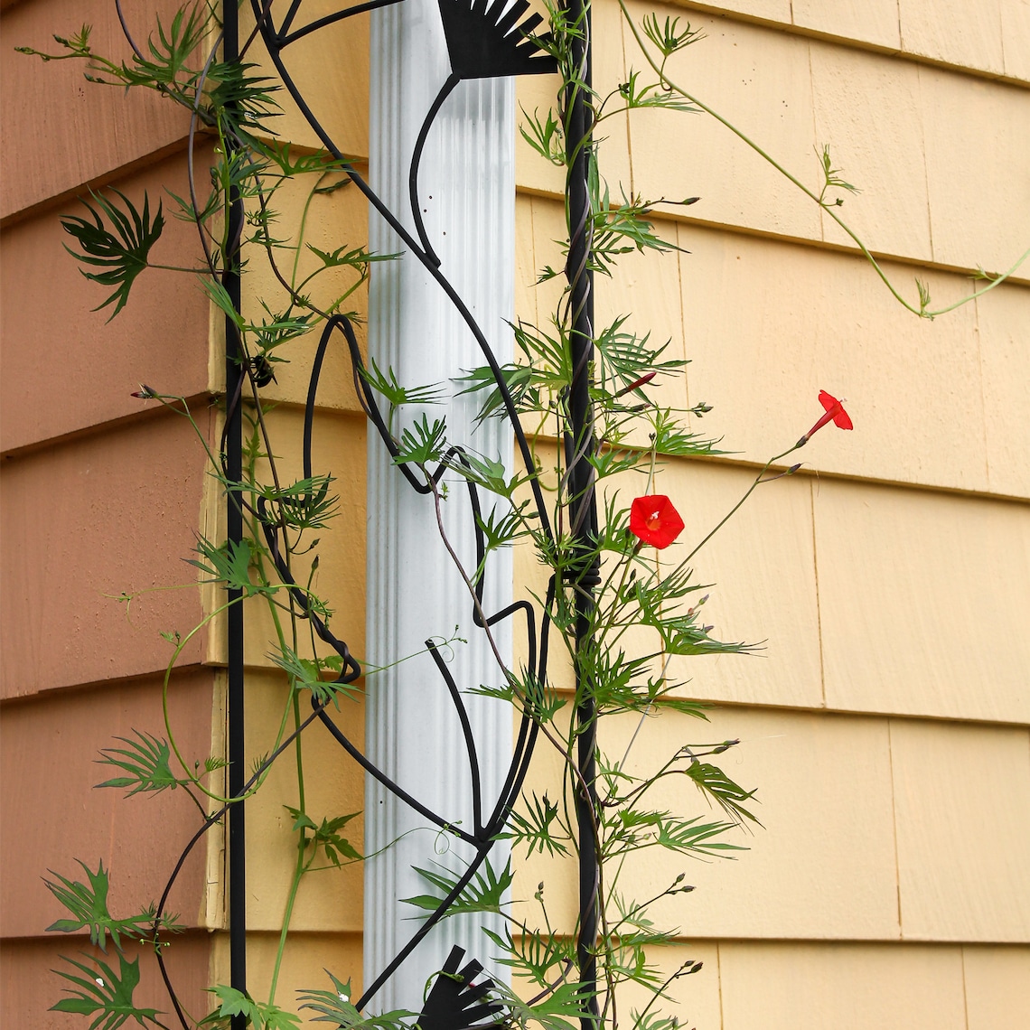 Flower and Vine Wrought Iron Downspout Garden Trellis- 92"h - Etsy