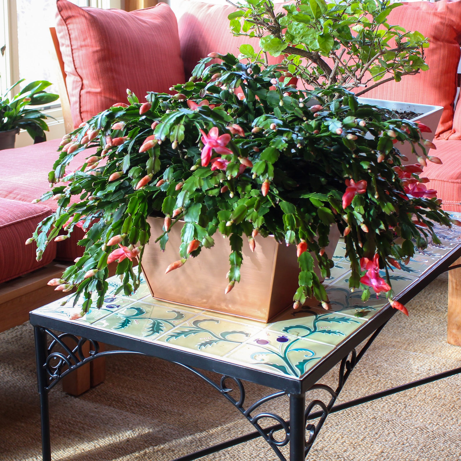 Square Copper Planter, 12 1/2 Inch Square X 6 Inch H for Houseplants ...