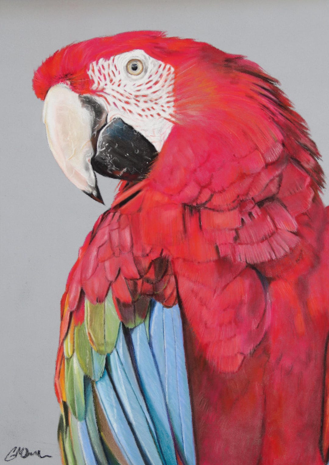Parrot (A4 Size Pastel Drawing on Pastelmat Paper) - Etsy