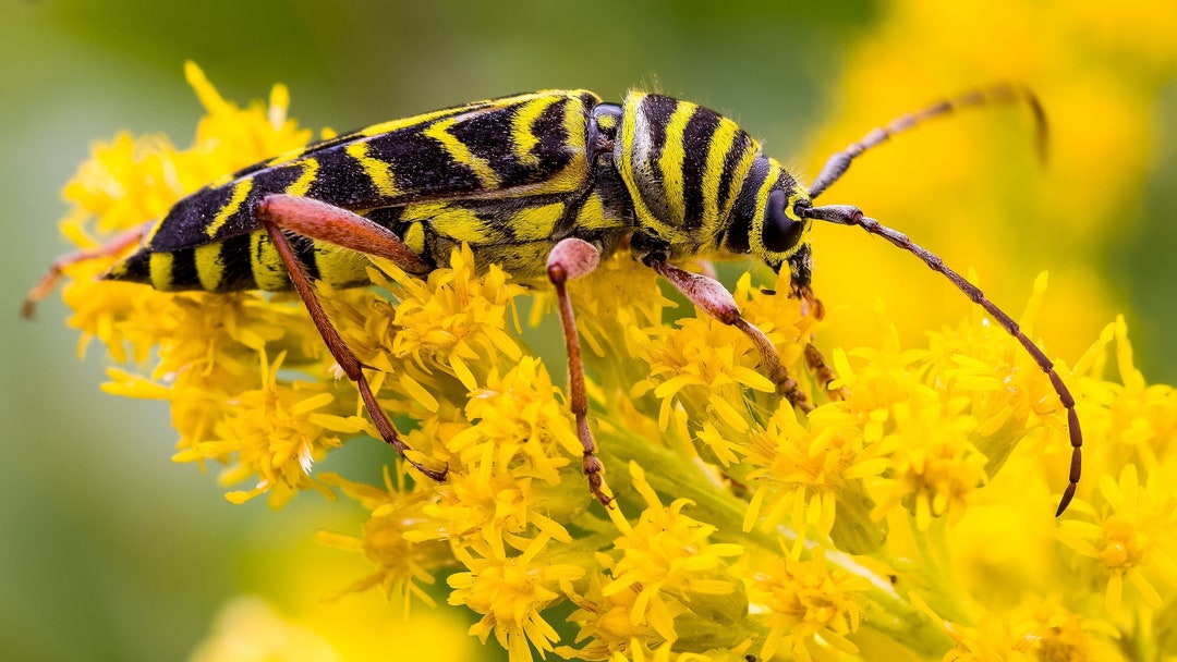 Digital Download: Locust Borer Photo - Etsy