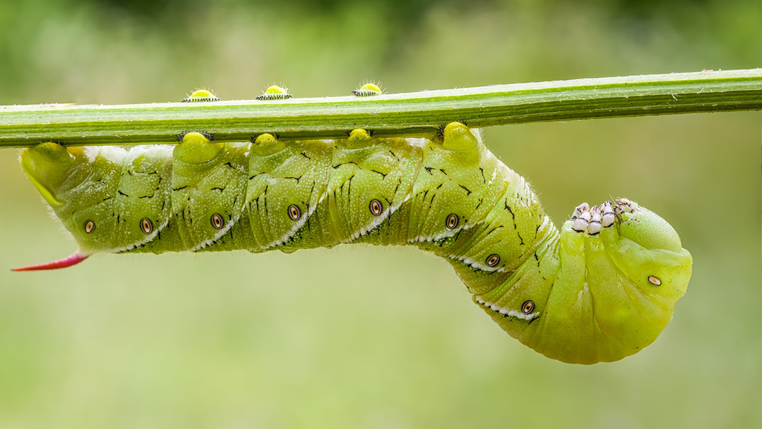 Digital Download: Hornworm Photo - Etsy