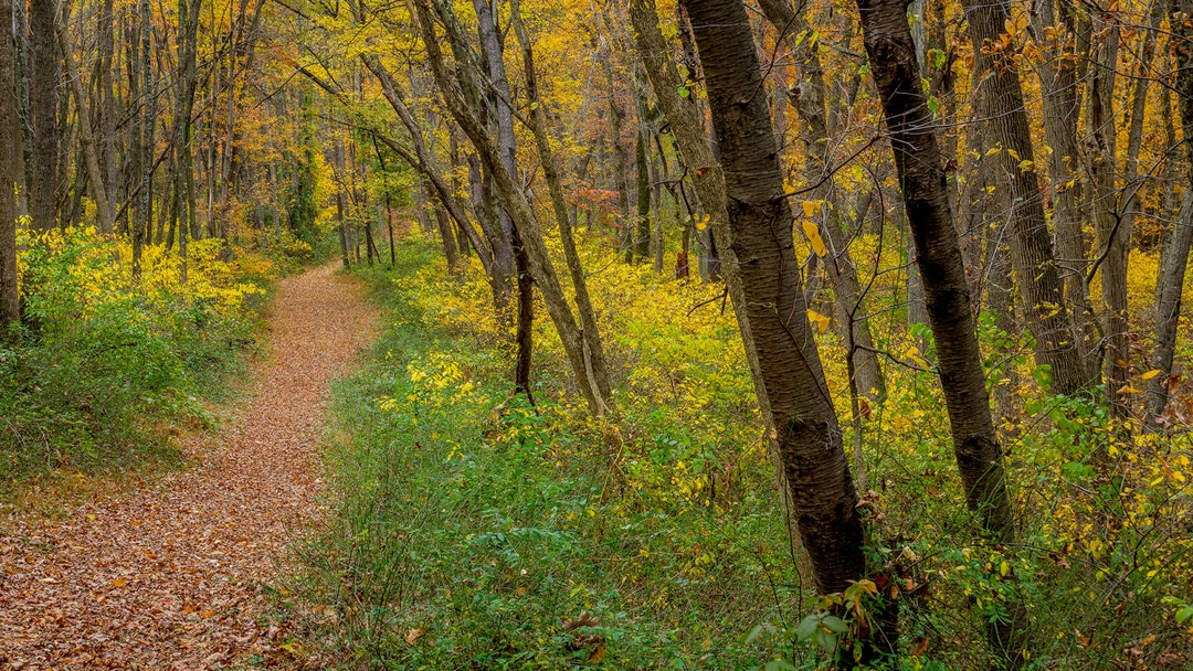 Digital Download: Autumn Path Photo - Etsy