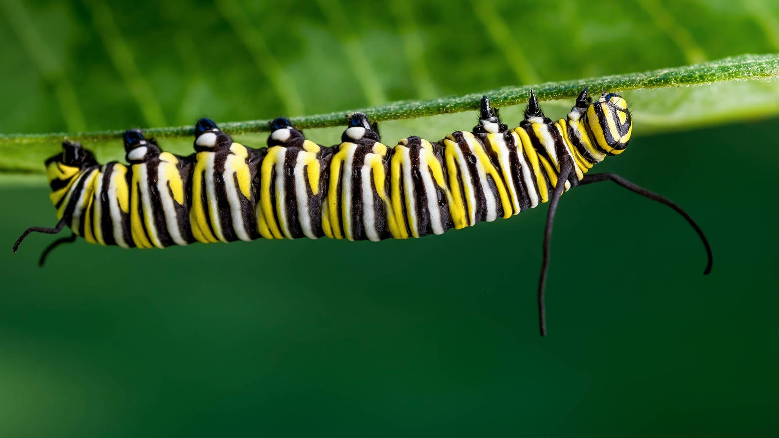Digital Download: Monarch Butterfly Caterpillar Photo - Etsy