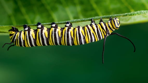 Digital Download: Monarch Butterfly Caterpillar photo | Etsy